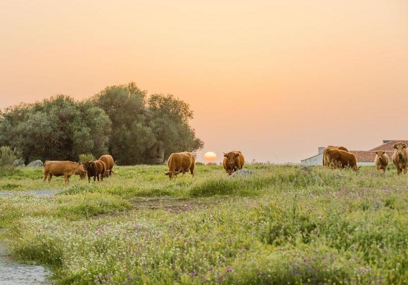 Hôtel São Lourenço Do Barrocal - Monsaraz