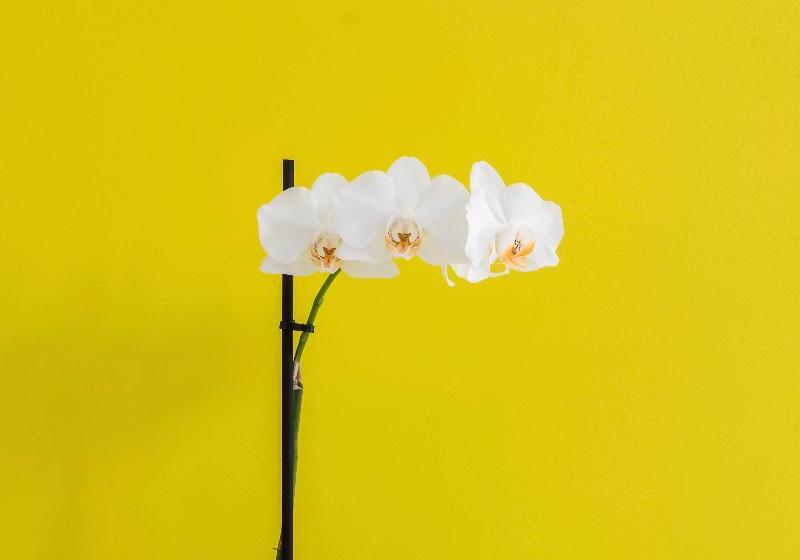 Hôtel Iasonos Suites Athens - Athene