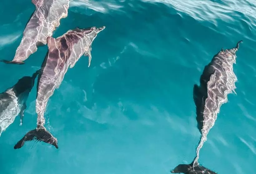 Pension (Hôtel Basse Catégorie) Casa Da Praça Guest House - Sesimbra